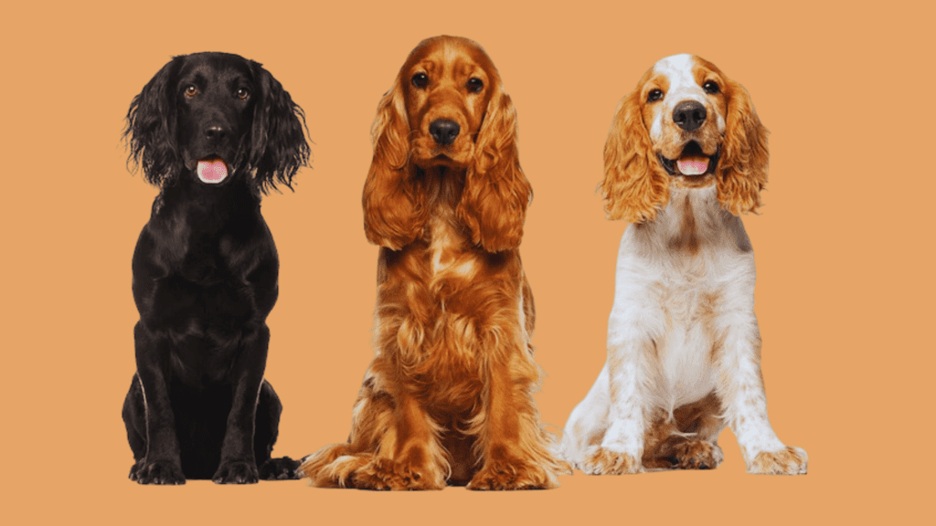 Cocker Spaniels Dog: A Complete Guide to This Loving Breed
