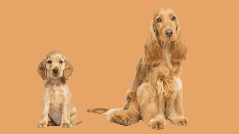 Cocker Spaniels Dog: A Complete Guide to This Loving Breed