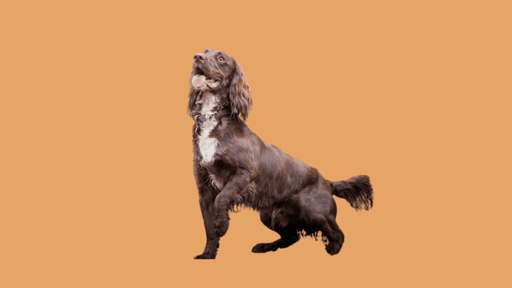 Sprocker Spaniel Puppy: What You Need To Know