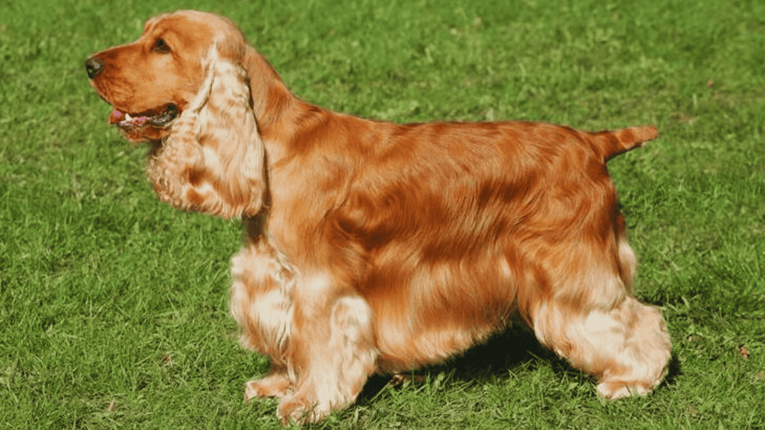 Mini Hippo Dog: Breed Info, Lifespan, Grooming & Care Tips