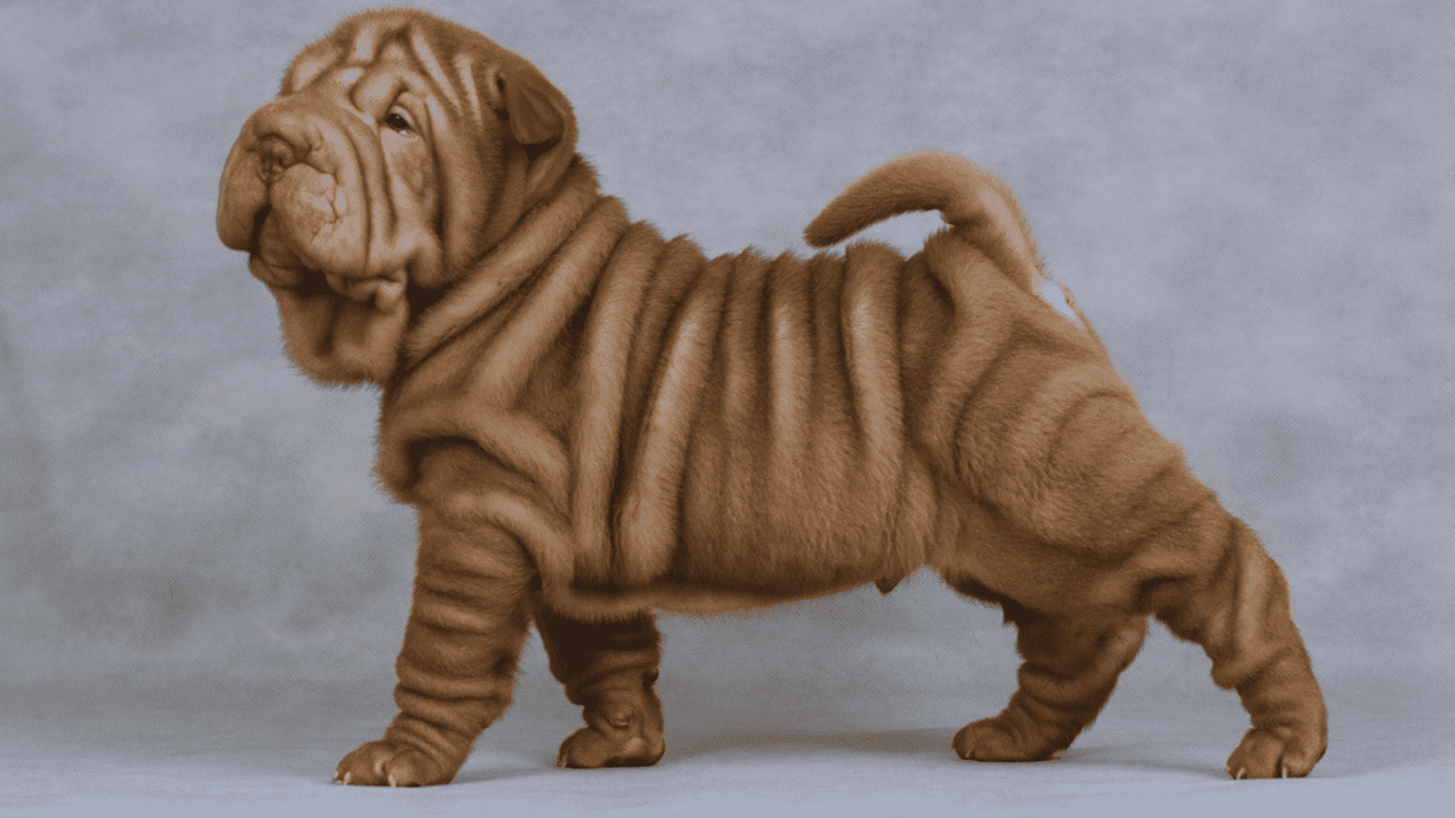 Mini Hippo Dog: Breed Info, Lifespan, Grooming & Care Tips