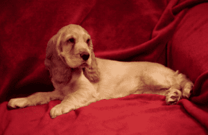 Working Cocker Spaniel: Lifespan,Temperament, Colors, Weight