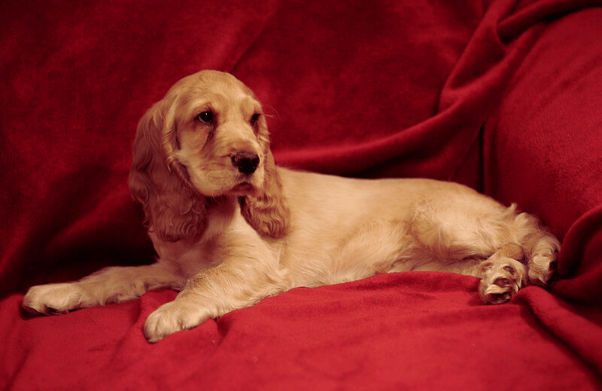 Working Cocker Spaniel: Lifespan,Temperament, Colors, Weight