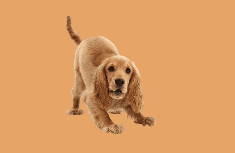 Working Cocker Spaniel: Lifespan,Temperament, Colors, Weight