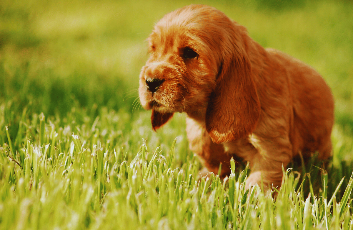 Working Cocker Spaniel: Lifespan,Temperament, Colors, Weight