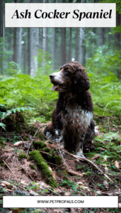 19 Stunning Cocker Spaniel Colors Explained (With Pictures)