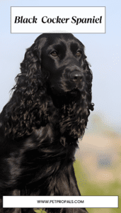 19 Stunning Cocker Spaniel Colors Explained (With Pictures)
