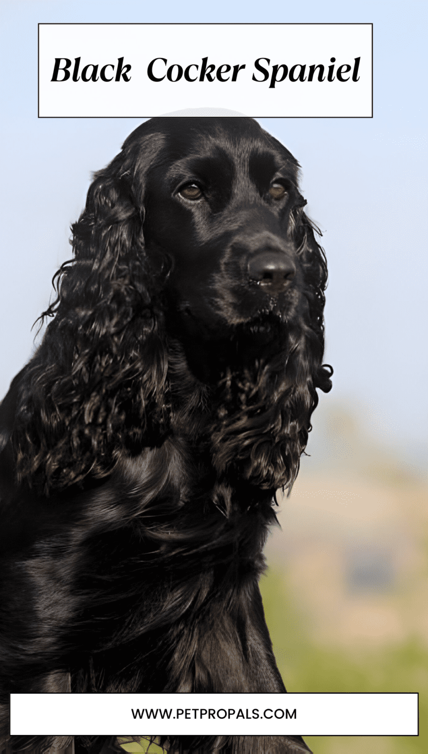19 Stunning Cocker Spaniel Colors Explained (With Pictures)