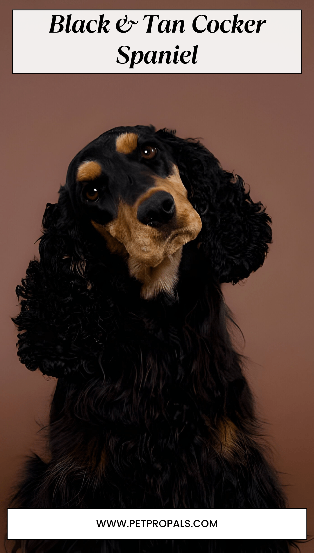 19 Stunning Cocker Spaniel Colors Explained (With Pictures)