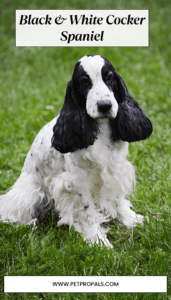 19 Stunning Cocker Spaniel Colors Explained (With Pictures)