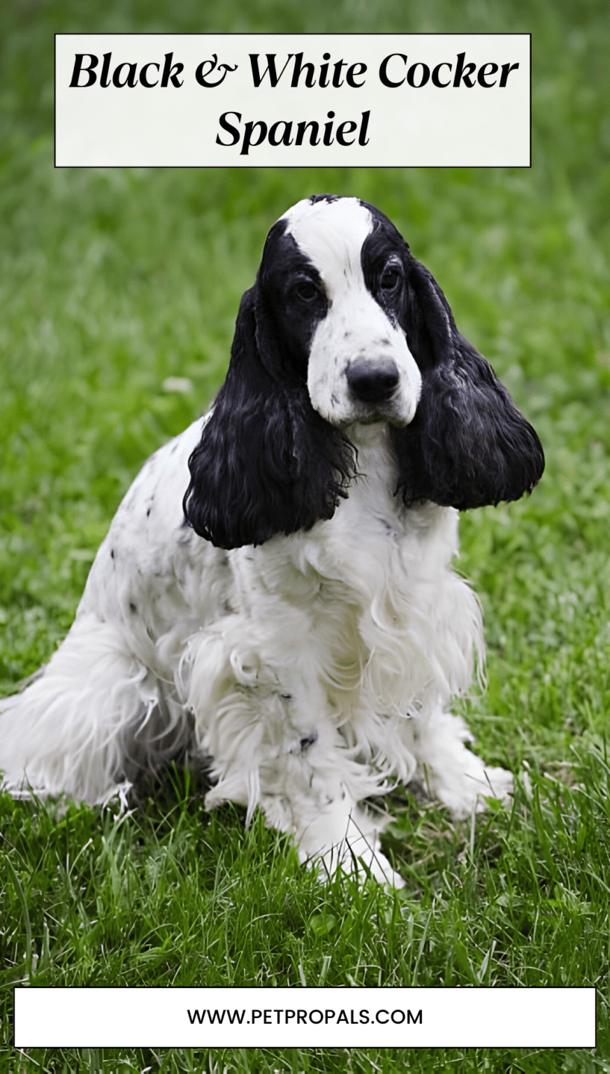 19 Stunning Cocker Spaniel Colors Explained (With Pictures)