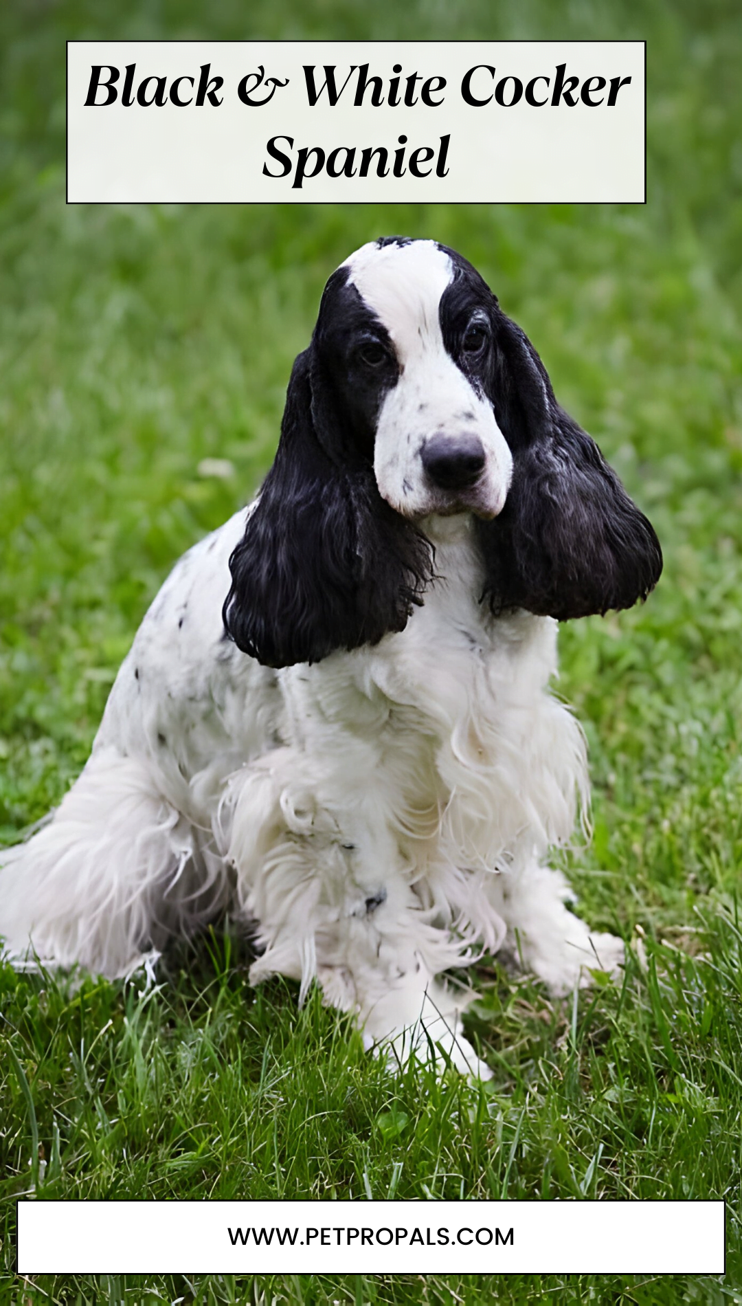 19 Stunning Cocker Spaniel Colors Explained (With Pictures)