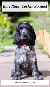 19 Stunning Cocker Spaniel Colors Explained (With Pictures)