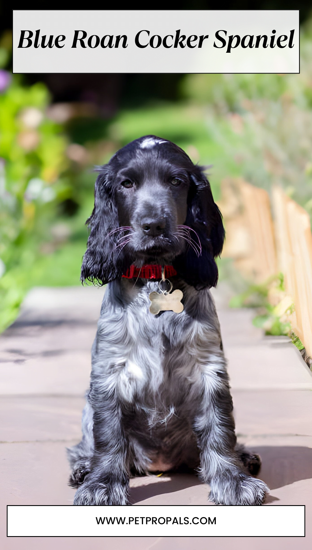 19 Stunning Cocker Spaniel Colors Explained (With Pictures)