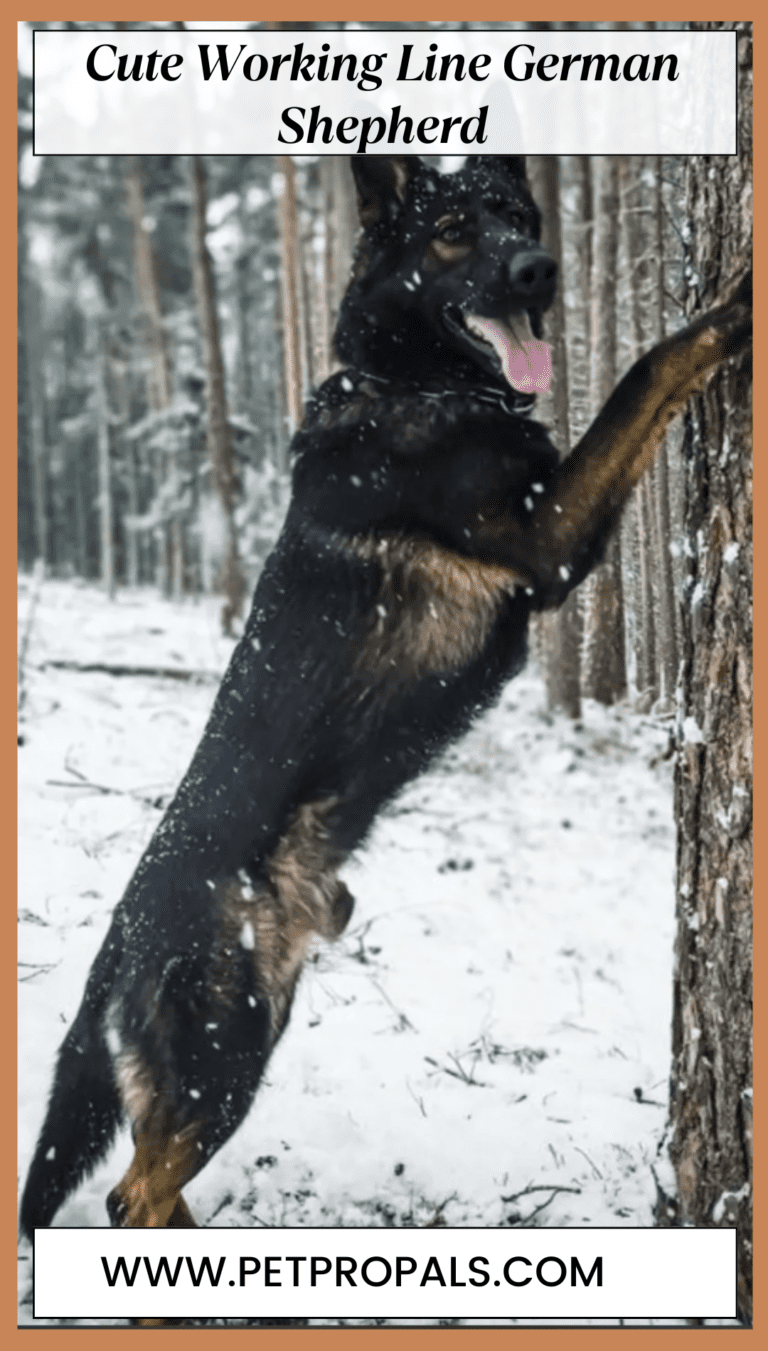 Working Line German Shepherds (Lifespan, Cost, Care, Traits)