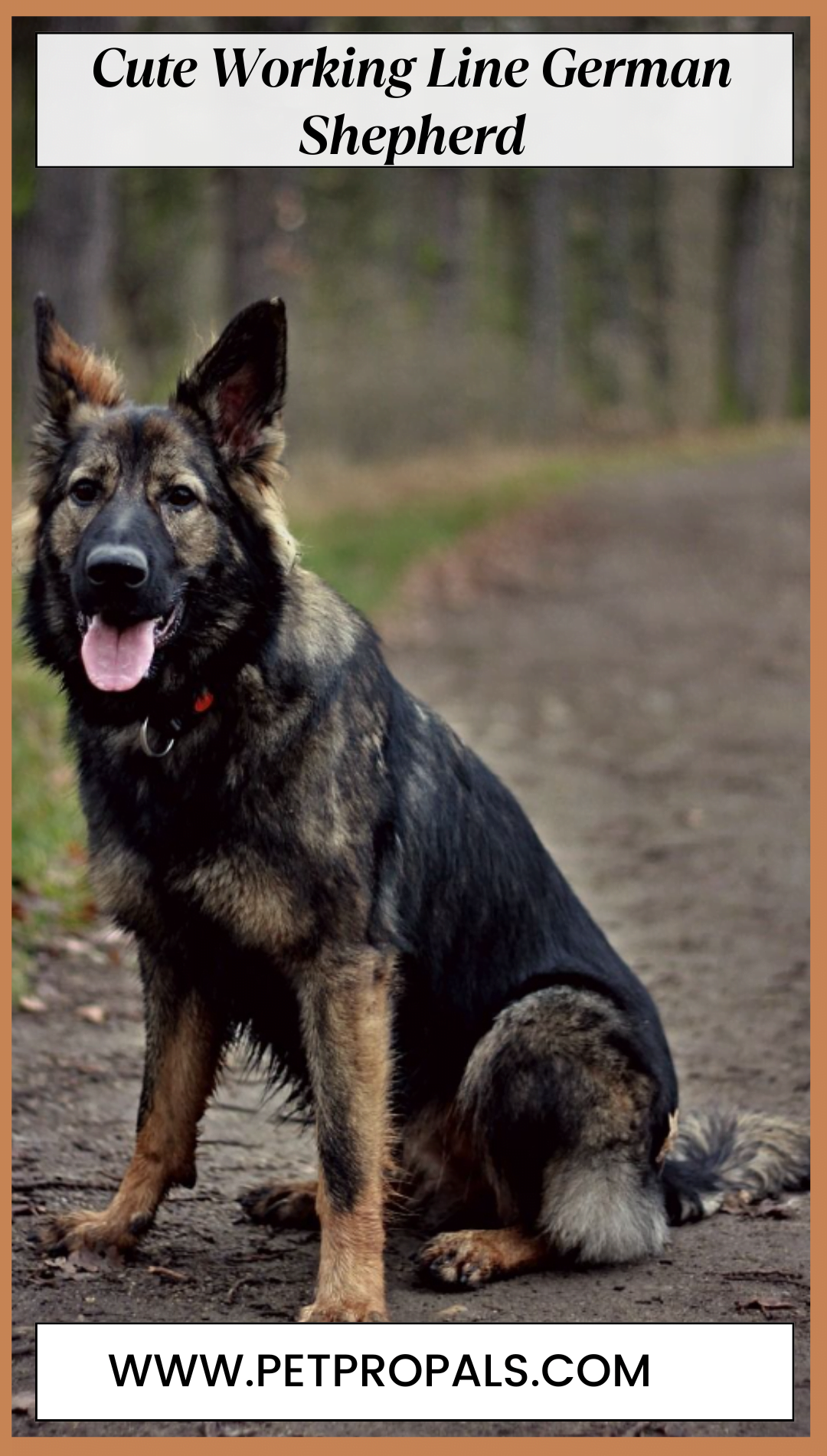 Working Line German Shepherds (Lifespan, Cost, Care, Traits)
