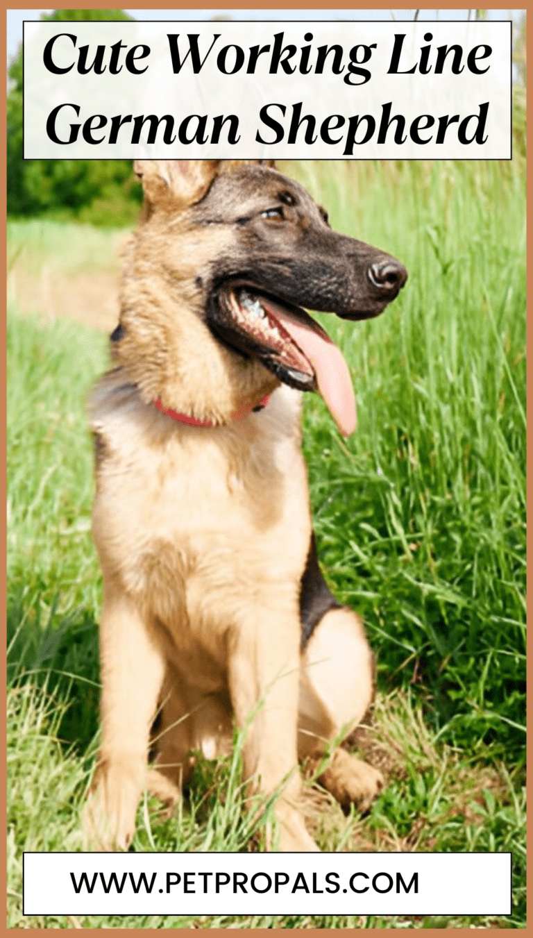 Working Line German Shepherds (Lifespan, Cost, Care, Traits)