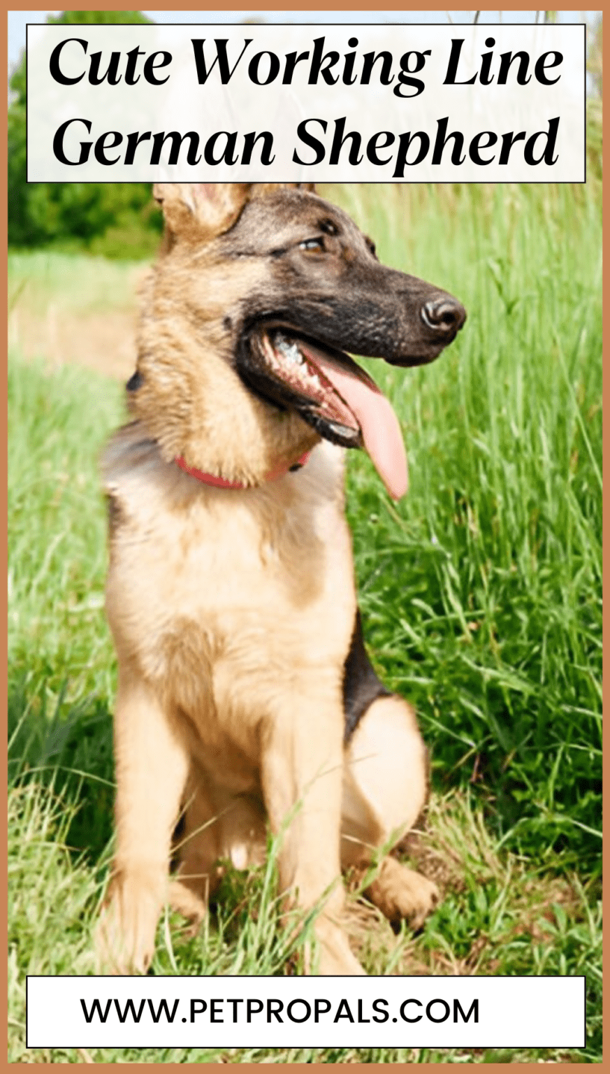 Working Line German Shepherds (Lifespan, Cost, Care, Traits)