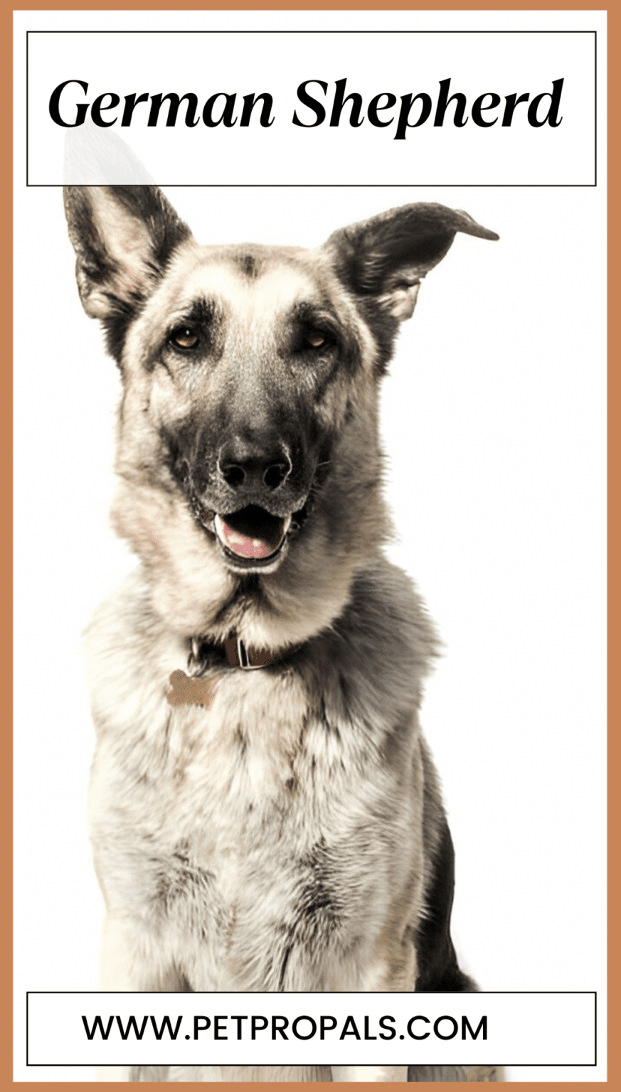Is a German Shepherd Rottweiler Mix Right for You? Read This First!