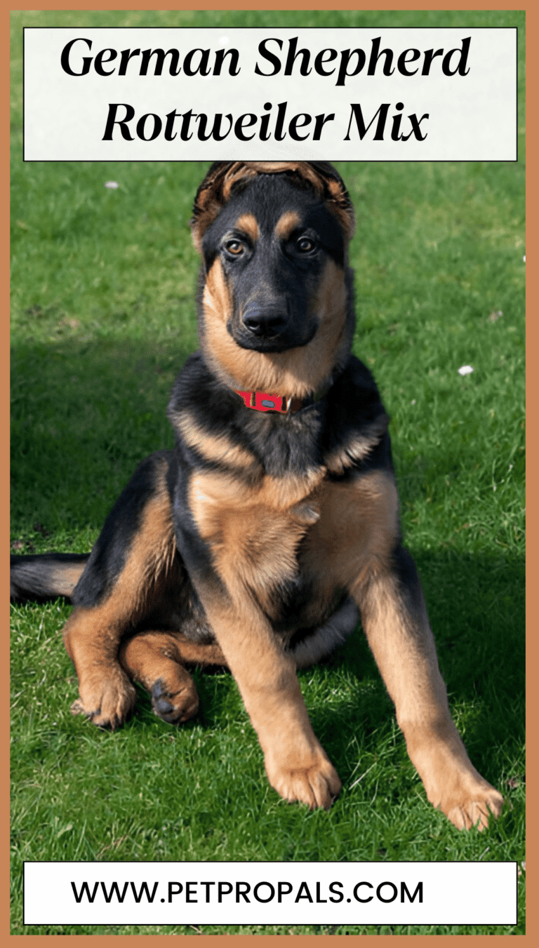 Is a German Shepherd Rottweiler Mix Right for You? Read This First!