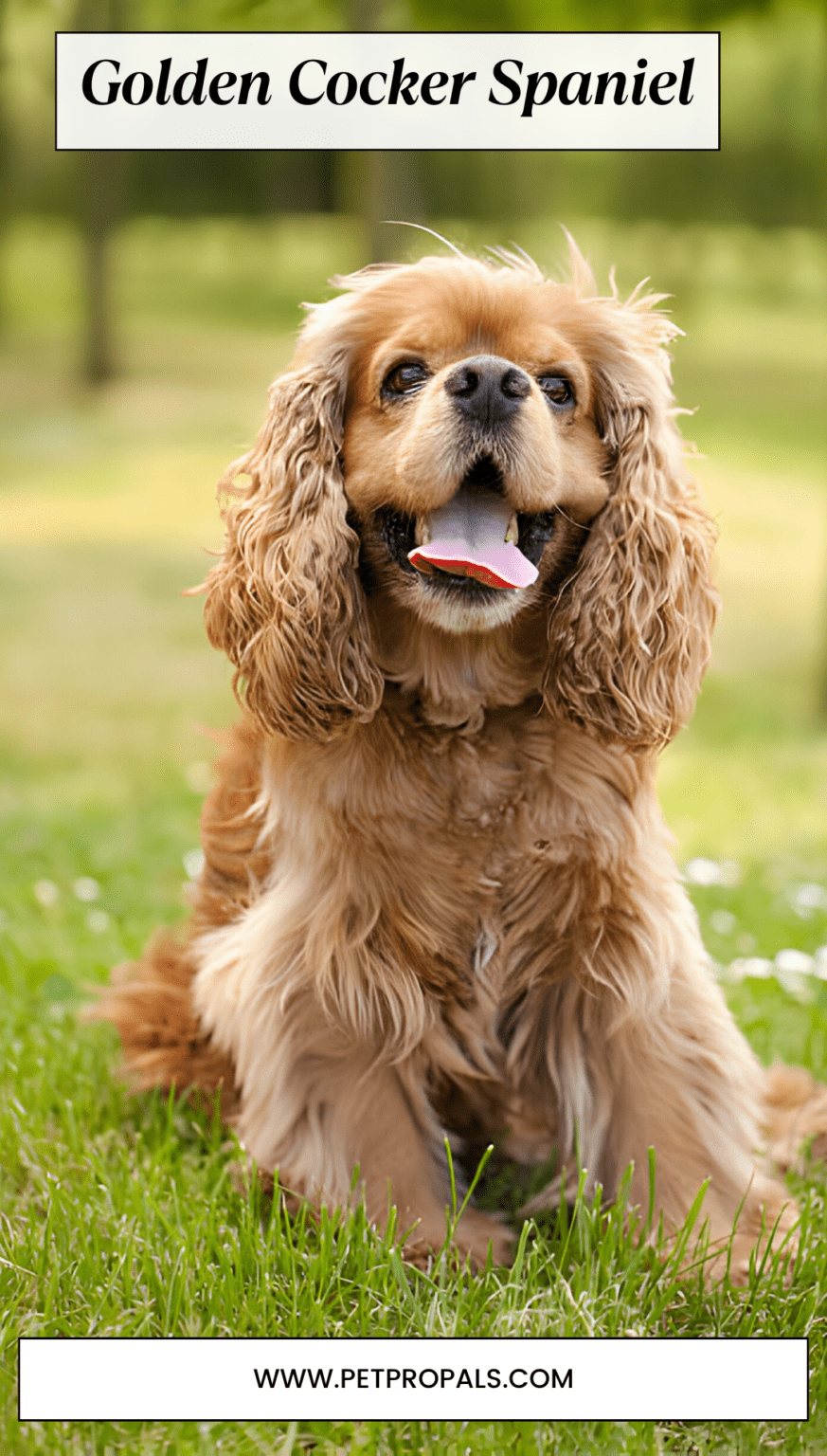 19 Stunning Cocker Spaniel Colors Explained (With Pictures)
