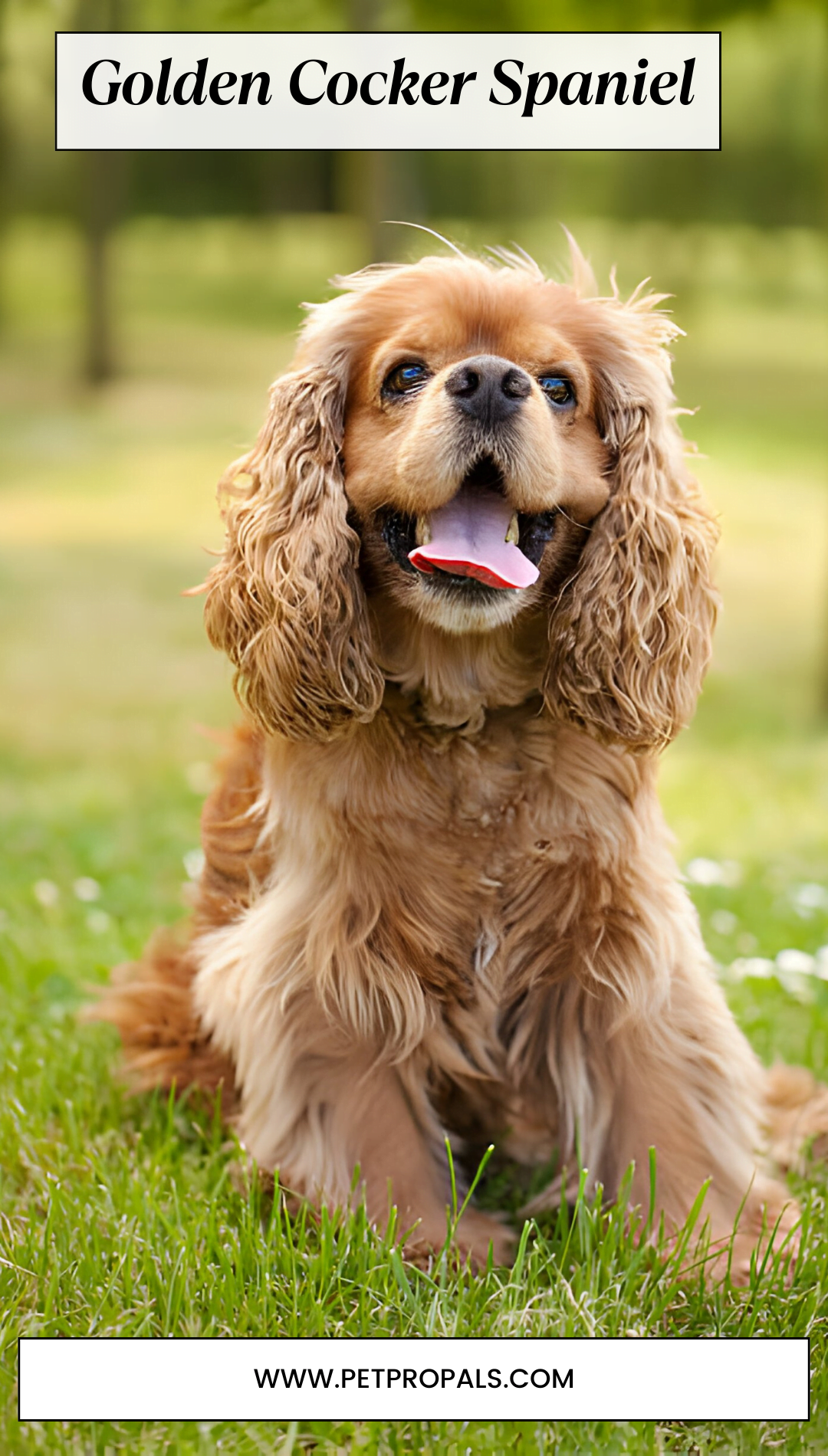 19 Stunning Cocker Spaniel Colors Explained (With Pictures)