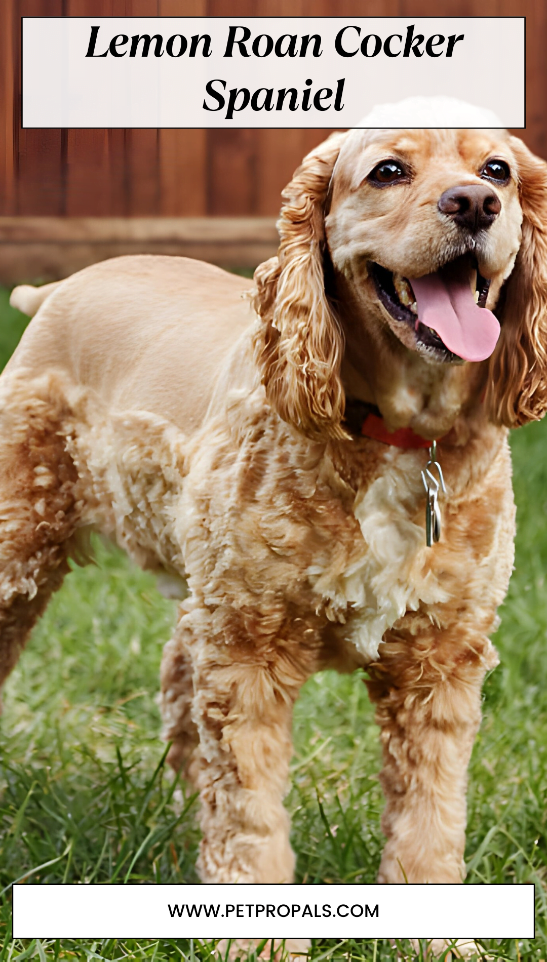 19 Stunning Cocker Spaniel Colors Explained (With Pictures)