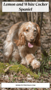 19 Stunning Cocker Spaniel Colors Explained (With Pictures)
