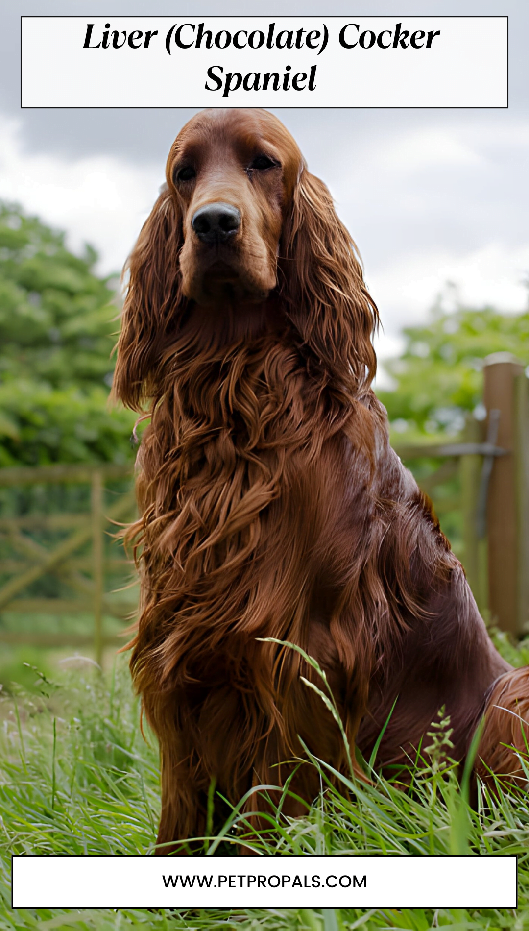 19 Stunning Cocker Spaniel Colors Explained (With Pictures)