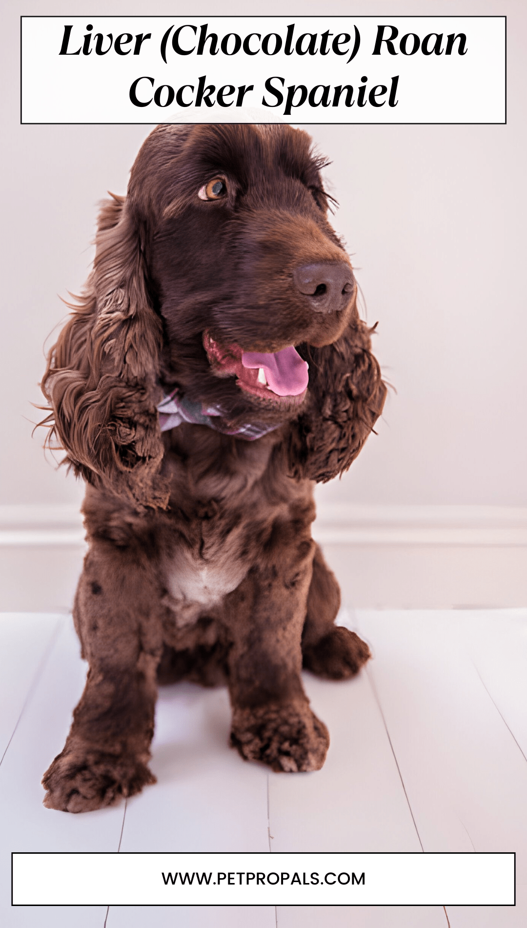 19 Stunning Cocker Spaniel Colors Explained (With Pictures)