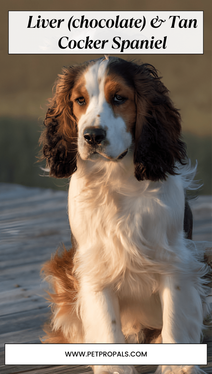 19 Stunning Cocker Spaniel Colors Explained (With Pictures)