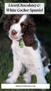 19 Stunning Cocker Spaniel Colors Explained (With Pictures)