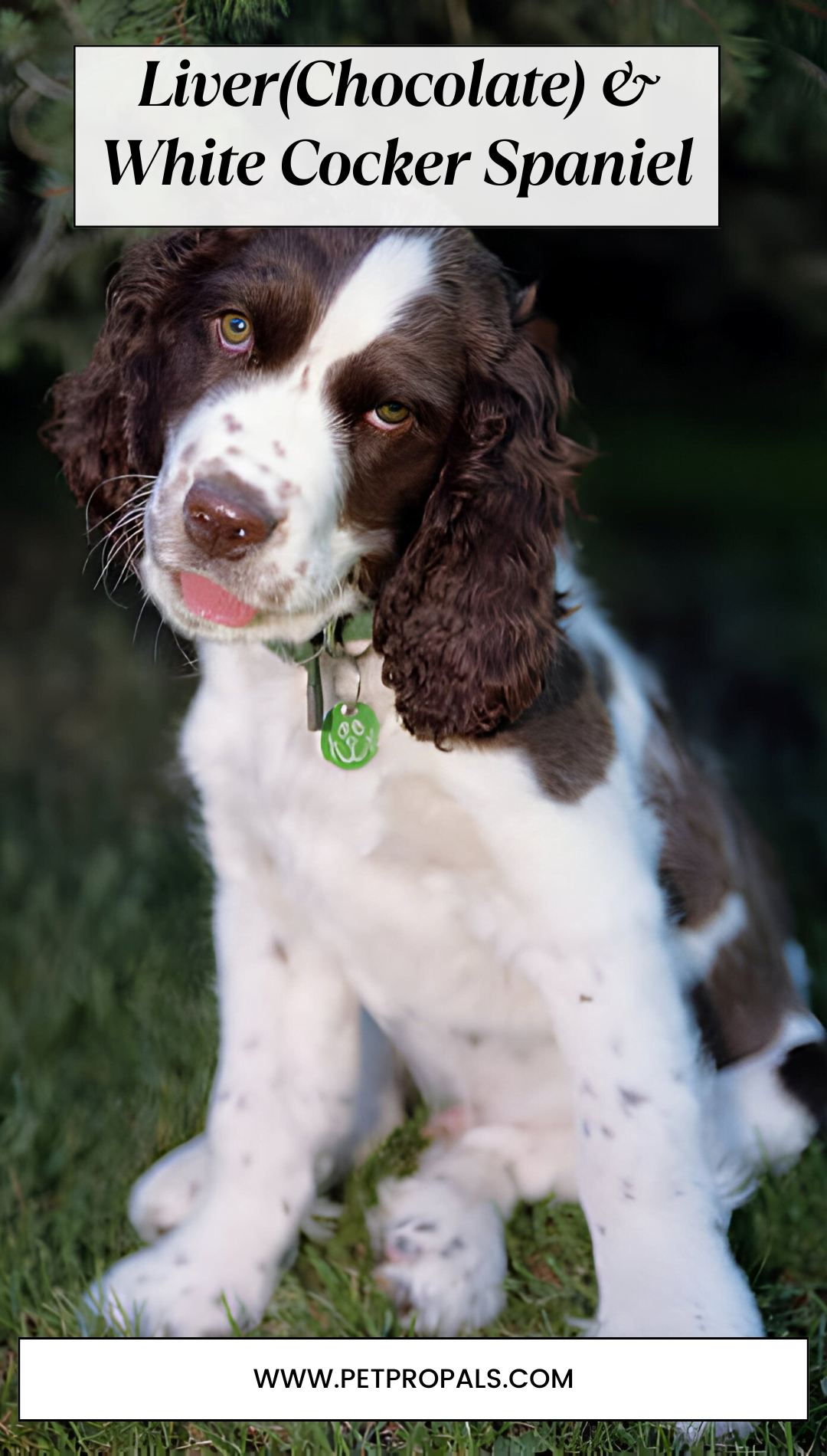 19 Stunning Cocker Spaniel Colors Explained (With Pictures)