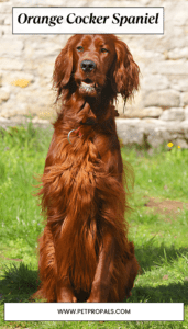19 Stunning Cocker Spaniel Colors Explained (With Pictures)