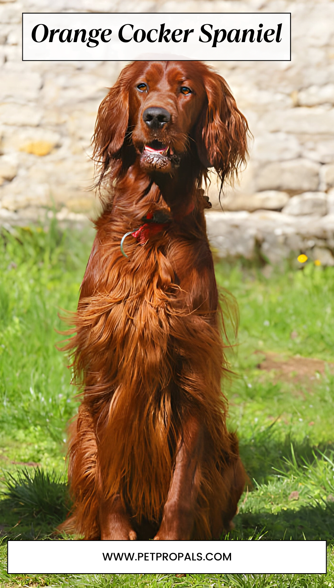 19 Stunning Cocker Spaniel Colors Explained (With Pictures)