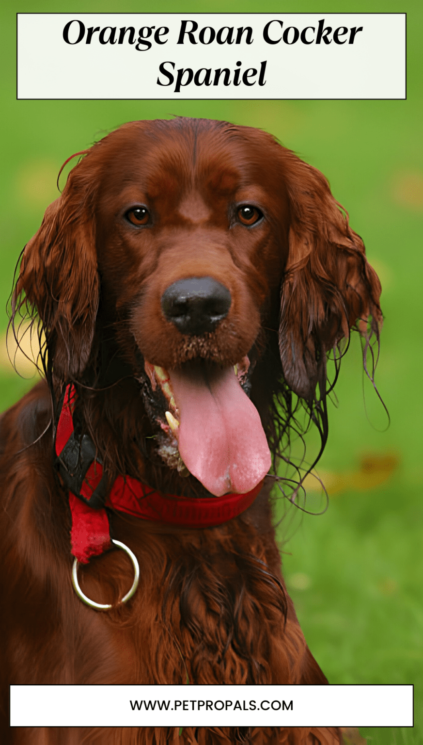 19 Stunning Cocker Spaniel Colors Explained (With Pictures)