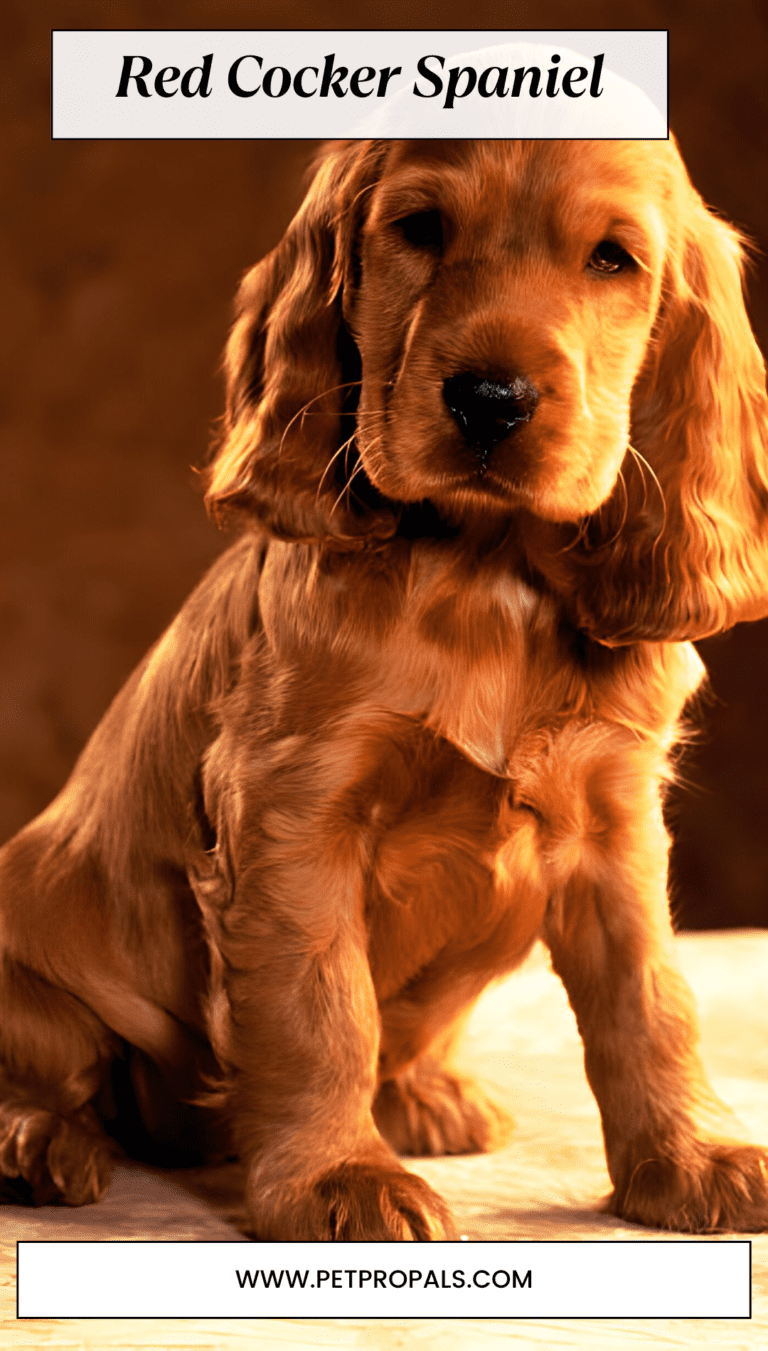 19 Stunning Cocker Spaniel Colors Explained (With Pictures)