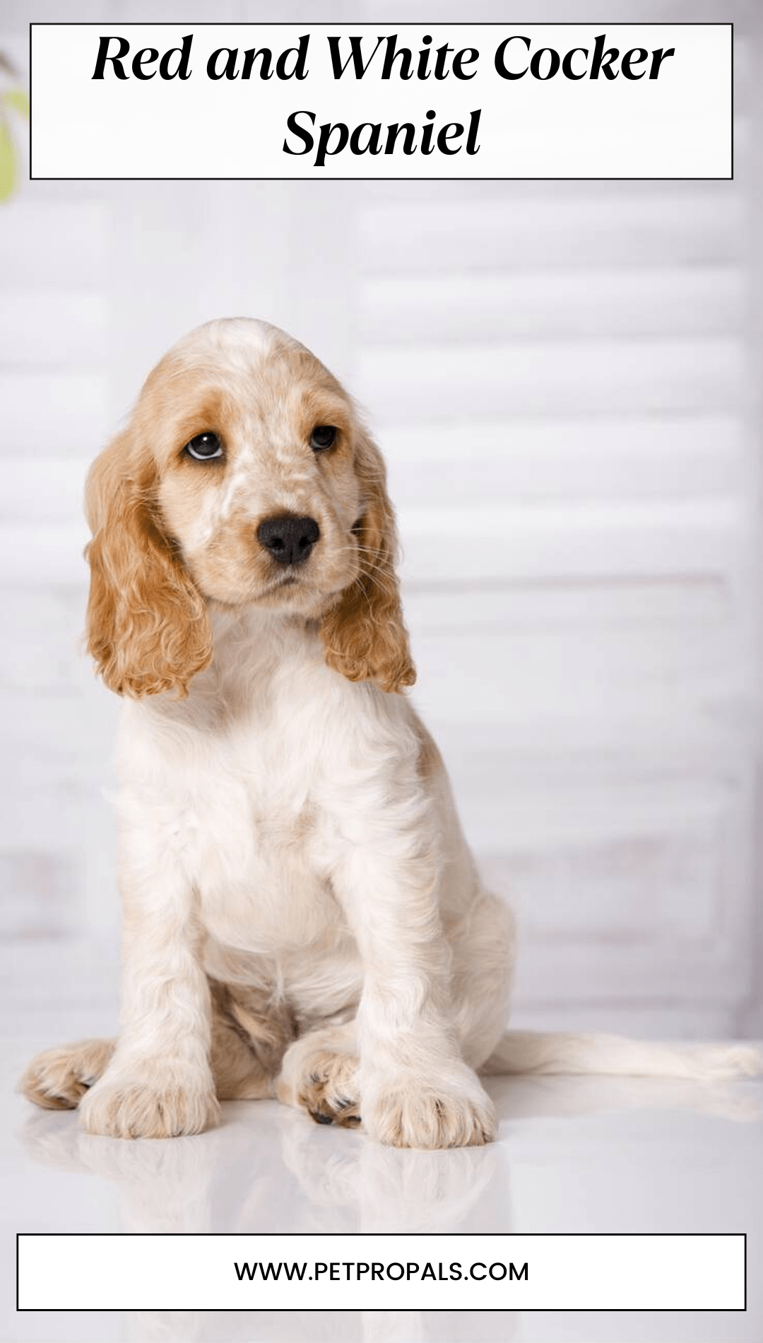 19 Stunning Cocker Spaniel Colors Explained (With Pictures)