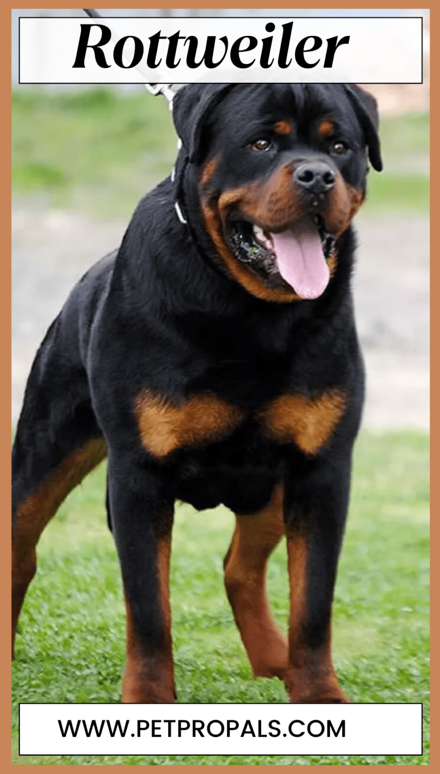 Is a German Shepherd Rottweiler Mix Right for You? Read This First!
