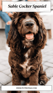 19 Stunning Cocker Spaniel Colors Explained (With Pictures)