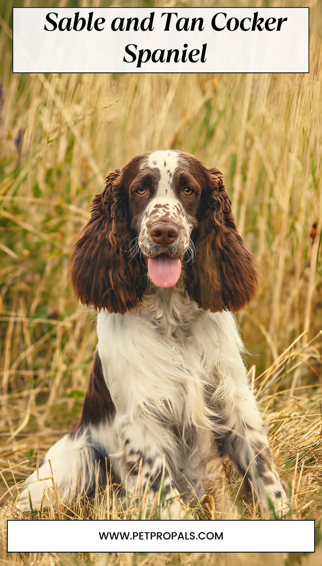 19 Stunning Cocker Spaniel Colors Explained (With Pictures)