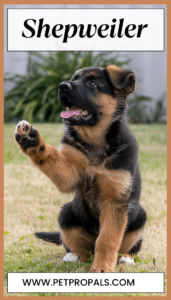 Is a German Shepherd Rottweiler Mix Right for You? Read This First!