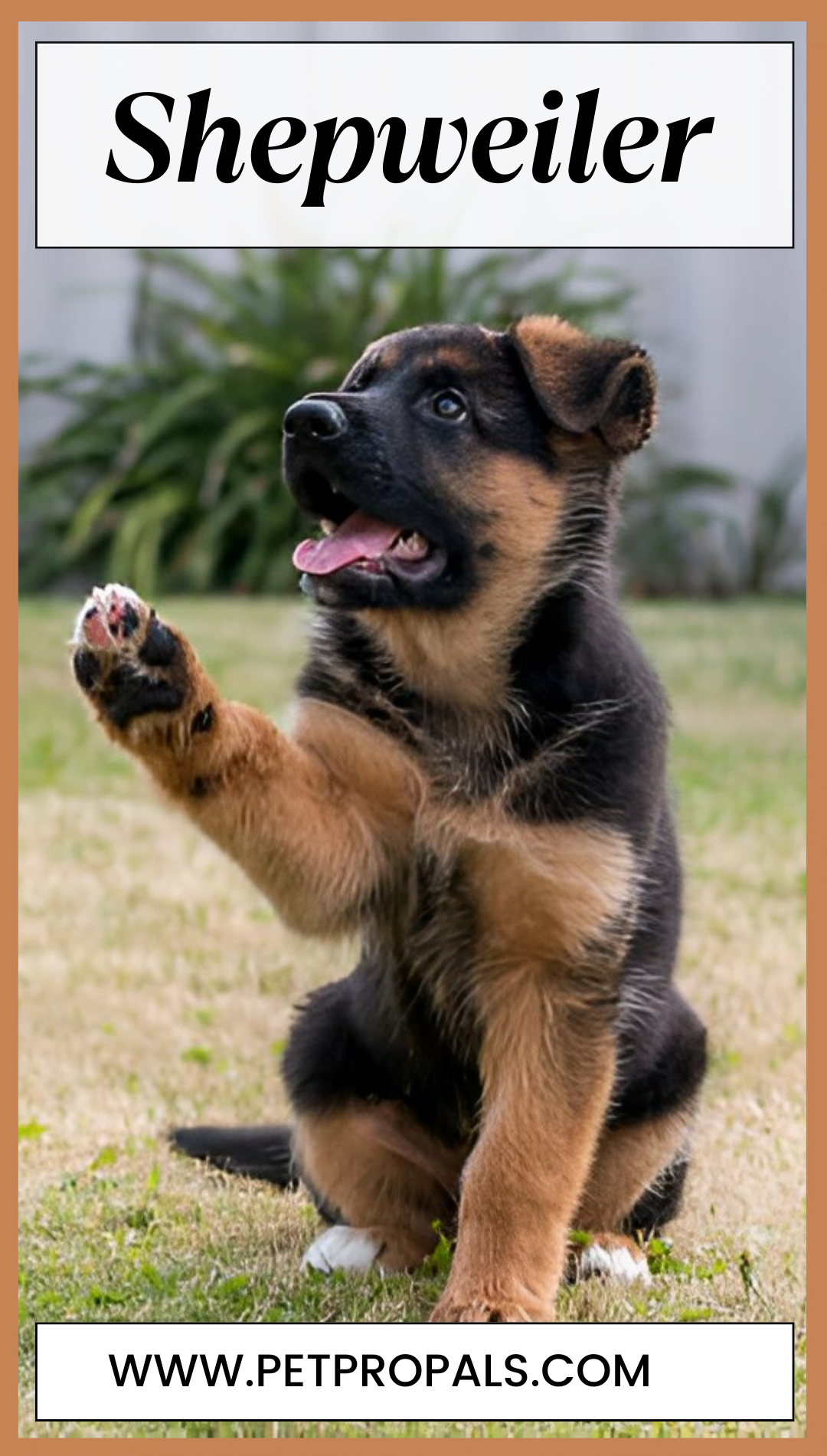 Is a German Shepherd Rottweiler Mix Right for You? Read This First!