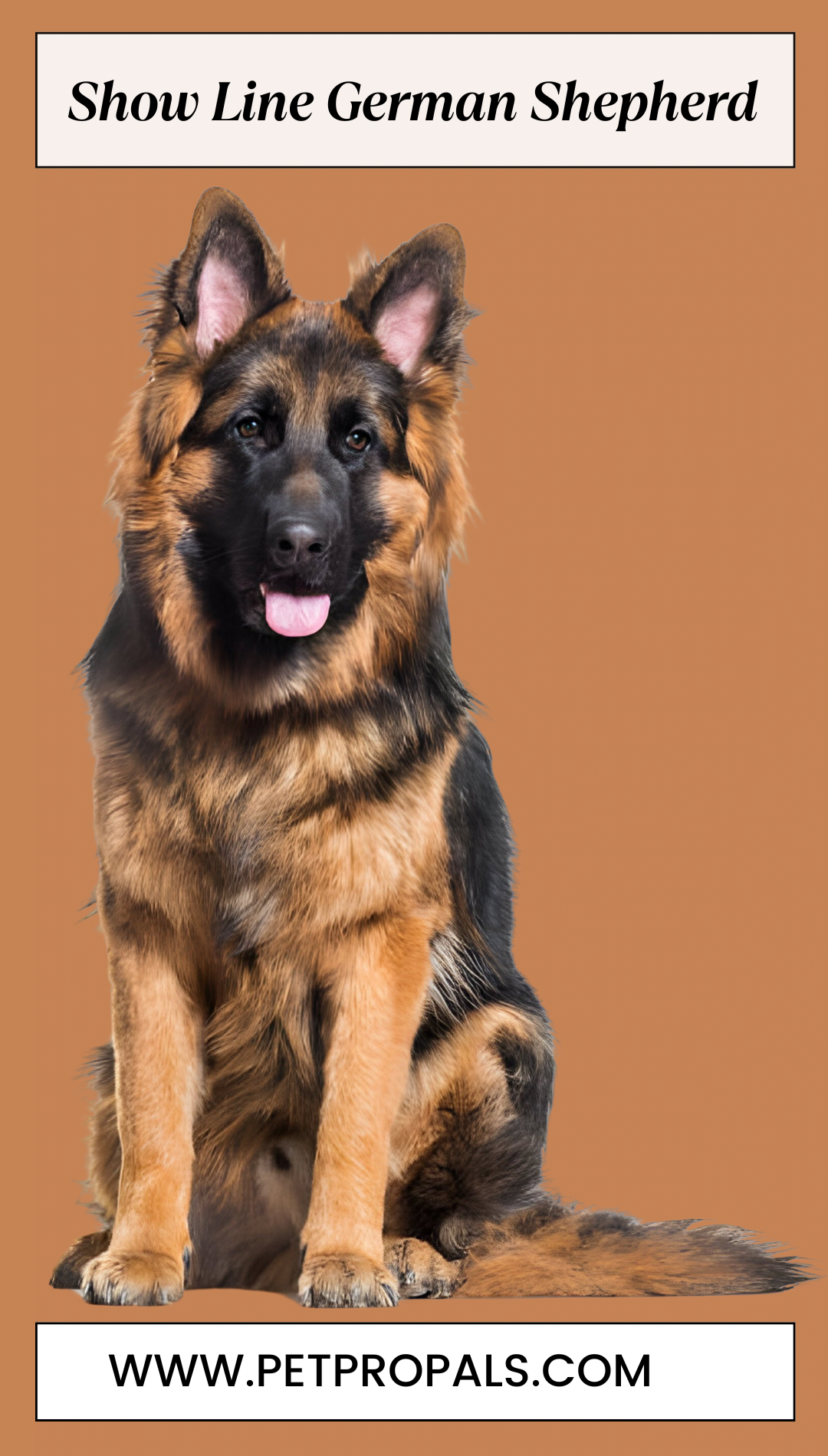 5 Types Of Show Line German Shepherds (Well Explained)