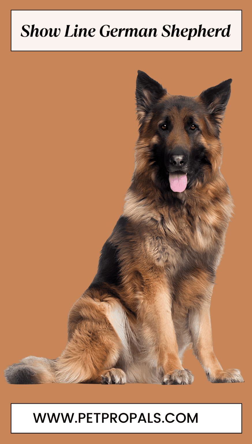 5 Types Of Show Line German Shepherds (Well Explained)