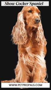 Show vs Working Cocker Spaniel : 15 Key Differences in 2025