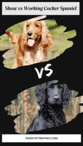 Show vs Working Cocker Spaniel : 15 Key Differences in 2025