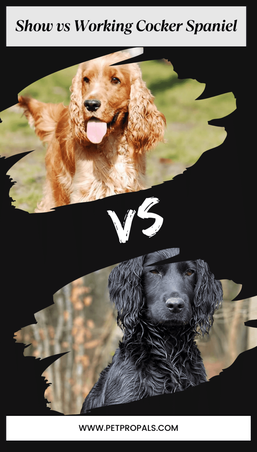 Show vs Working Cocker Spaniel : 15 Key Differences in 2025