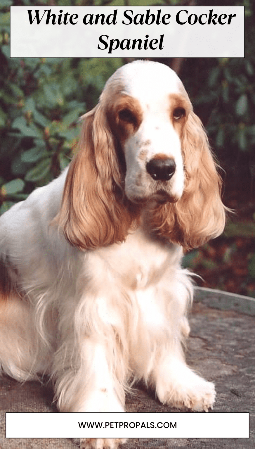 19 Stunning Cocker Spaniel Colors Explained (With Pictures)