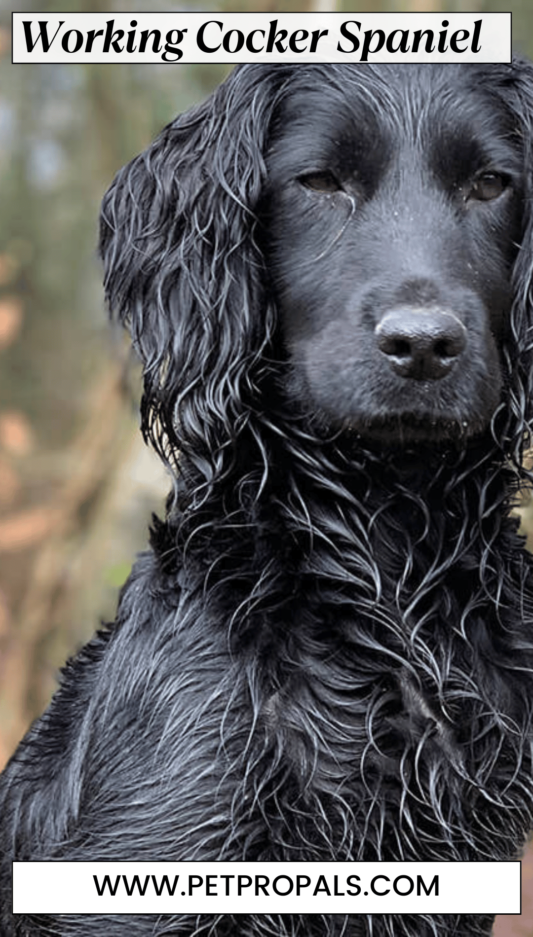 Show vs Working Cocker Spaniel : 15 Key Differences in 2025